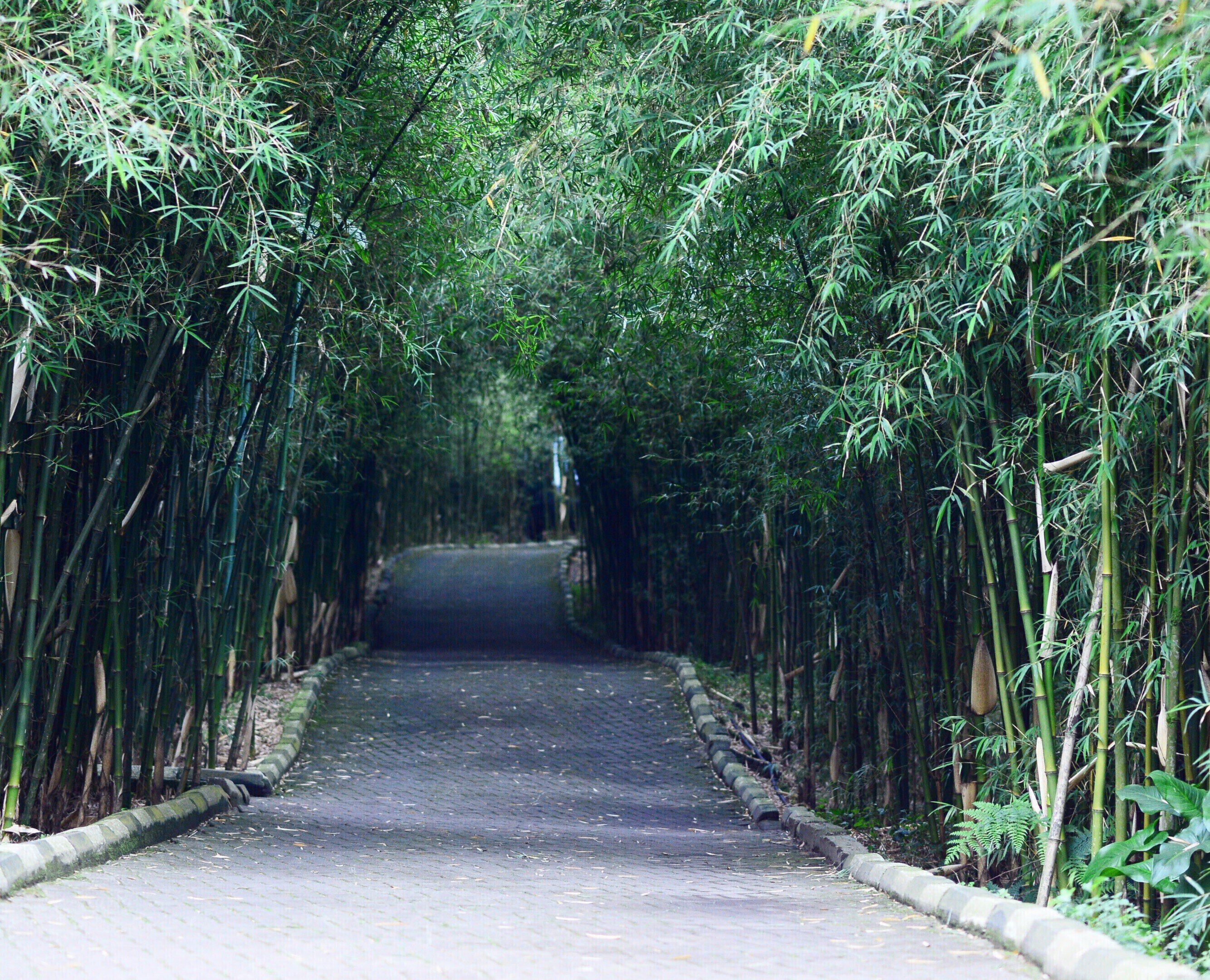 Le Bambou Gorilla Lodge | #1 Eco-Lodge in Volcanoes National Park